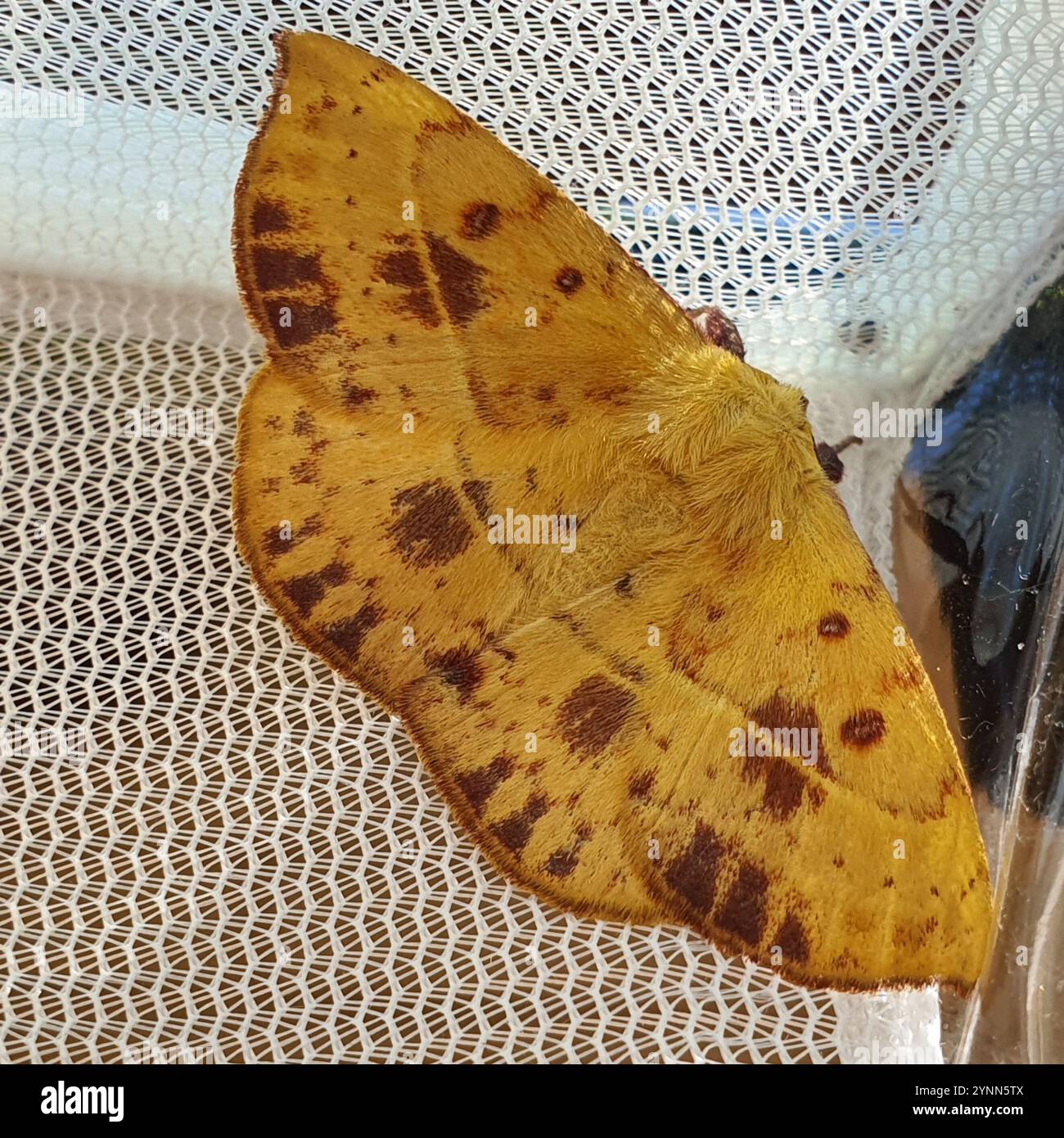 Common Anthelid Moth (Anthela acuta Stock Photo - Alamy