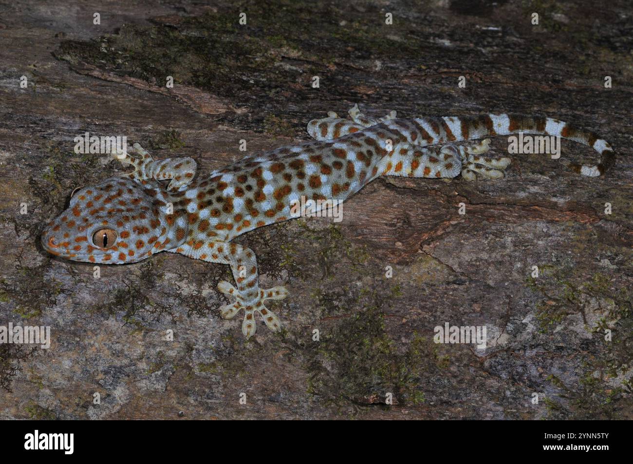 Tokay Gecko (Gekko gecko Stock Photo - Alamy