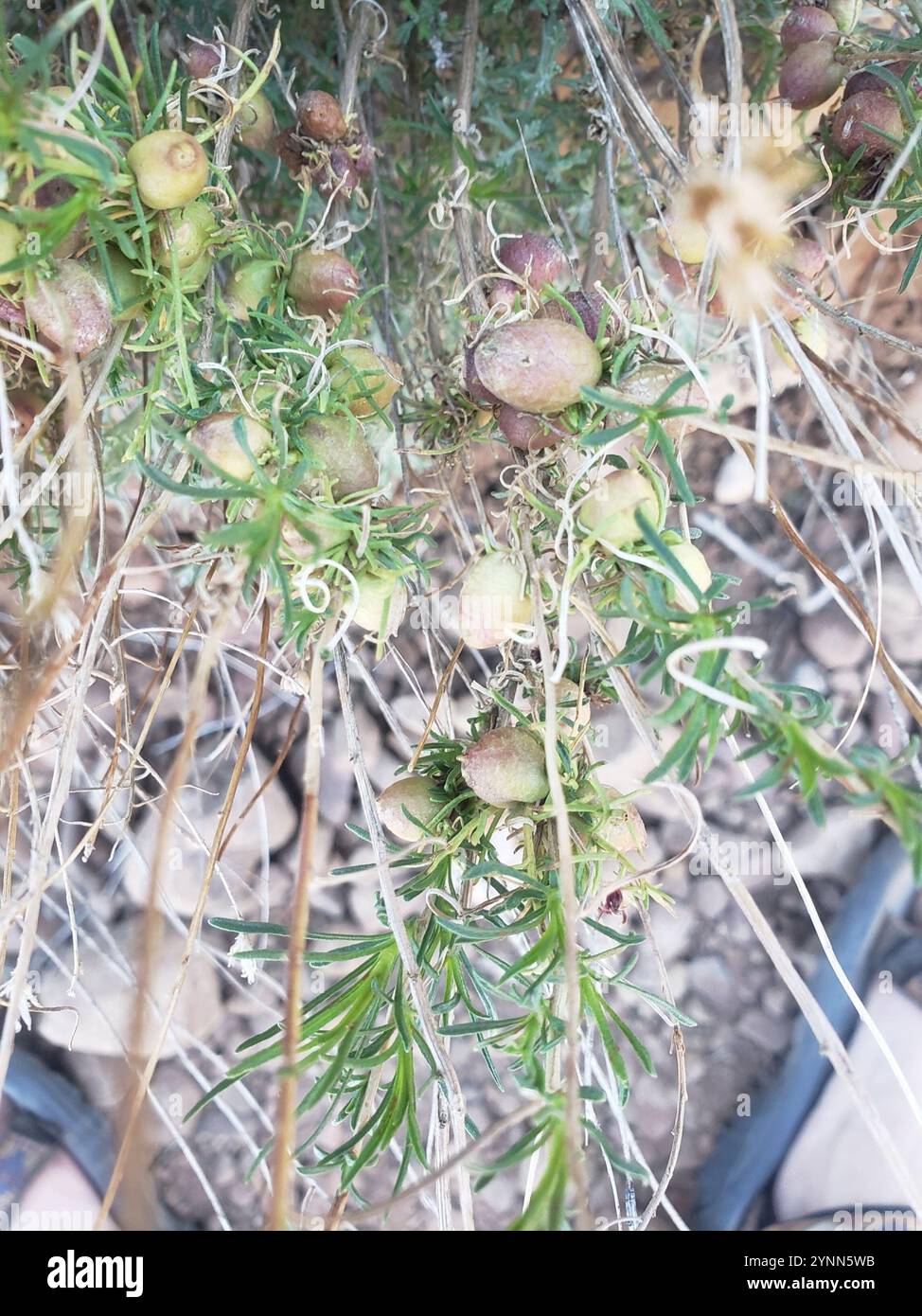Bladderpod (Cleomella arborea Stock Photo - Alamy