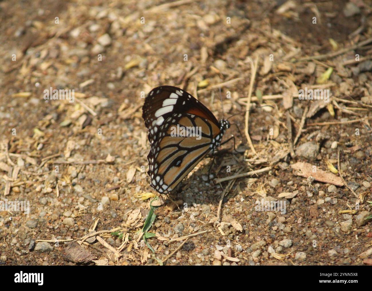 Common Tiger Butterfly (Danaus genutia Stock Photo - Alamy
