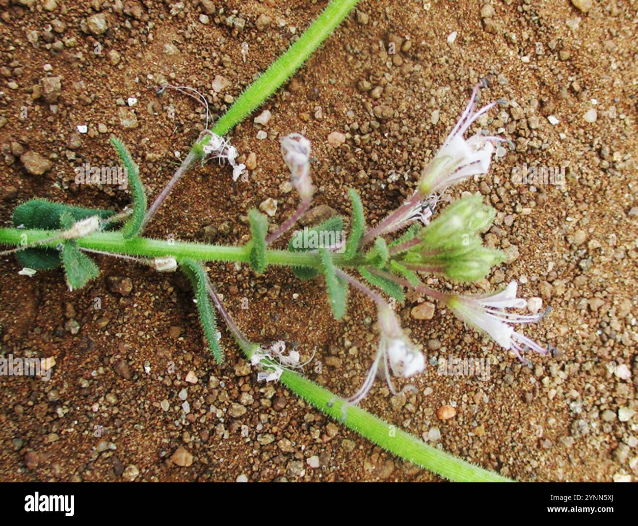 Singleleaf Spindlepod (Cleome monophylla Stock Photo - Alamy