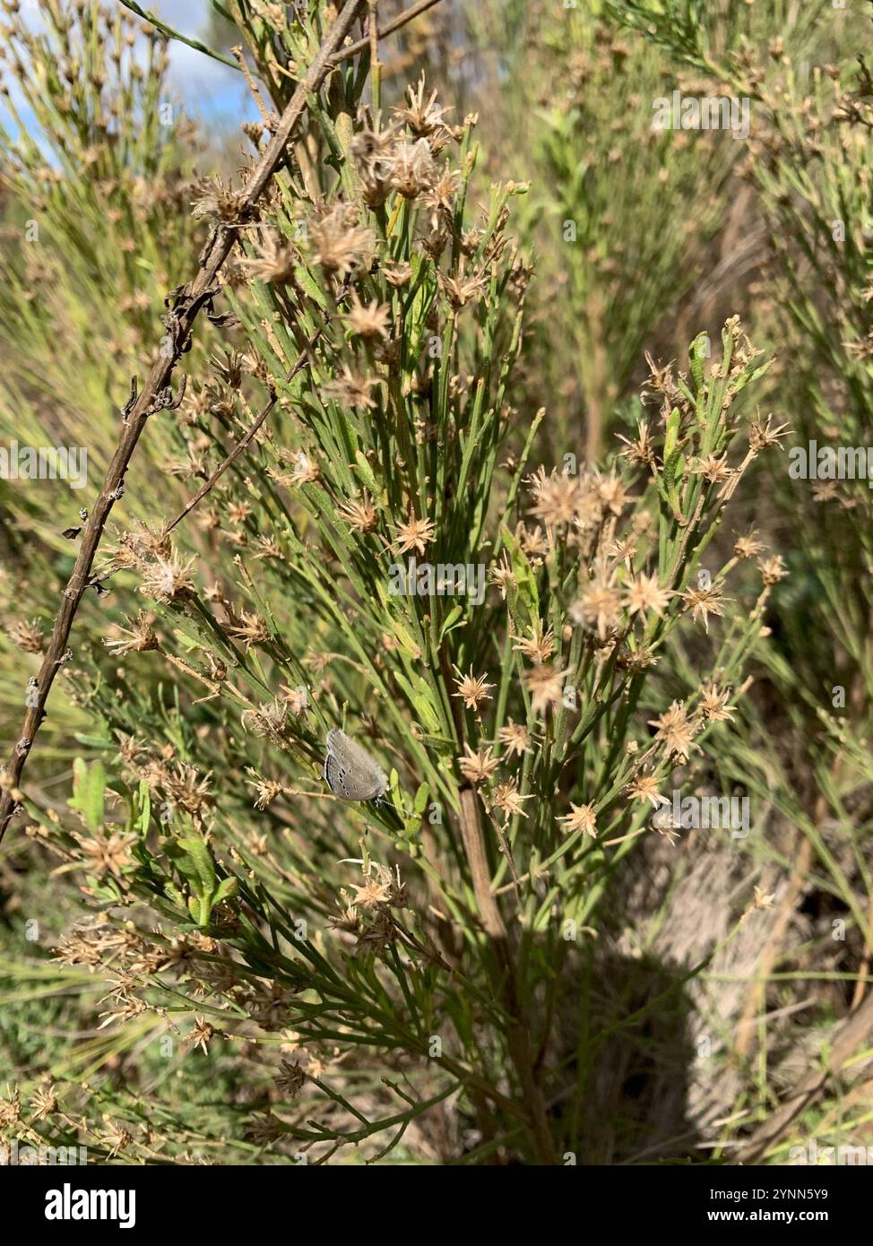Desert Broom (Baccharis sarothroides Stock Photo - Alamy