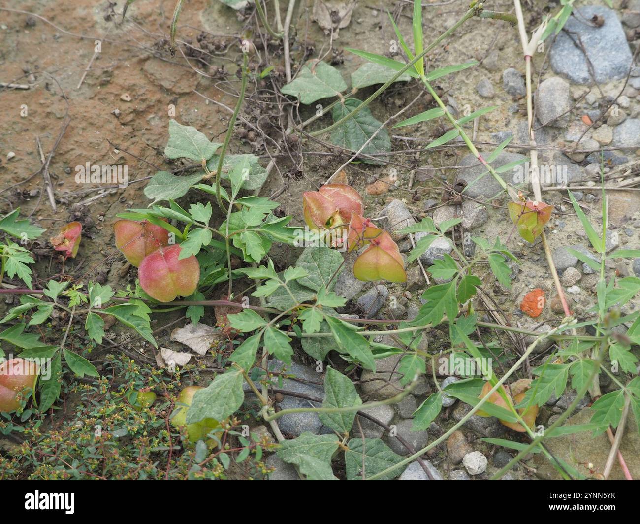 Lesser Balloon Vine (Cardiospermum halicacabum Stock Photo - Alamy