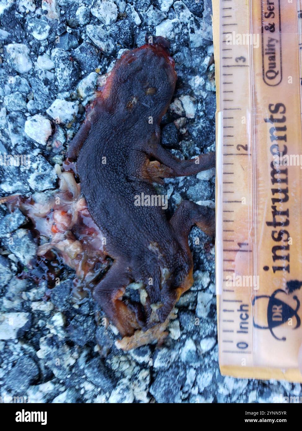 Pacific Newts (Taricha Stock Photo - Alamy
