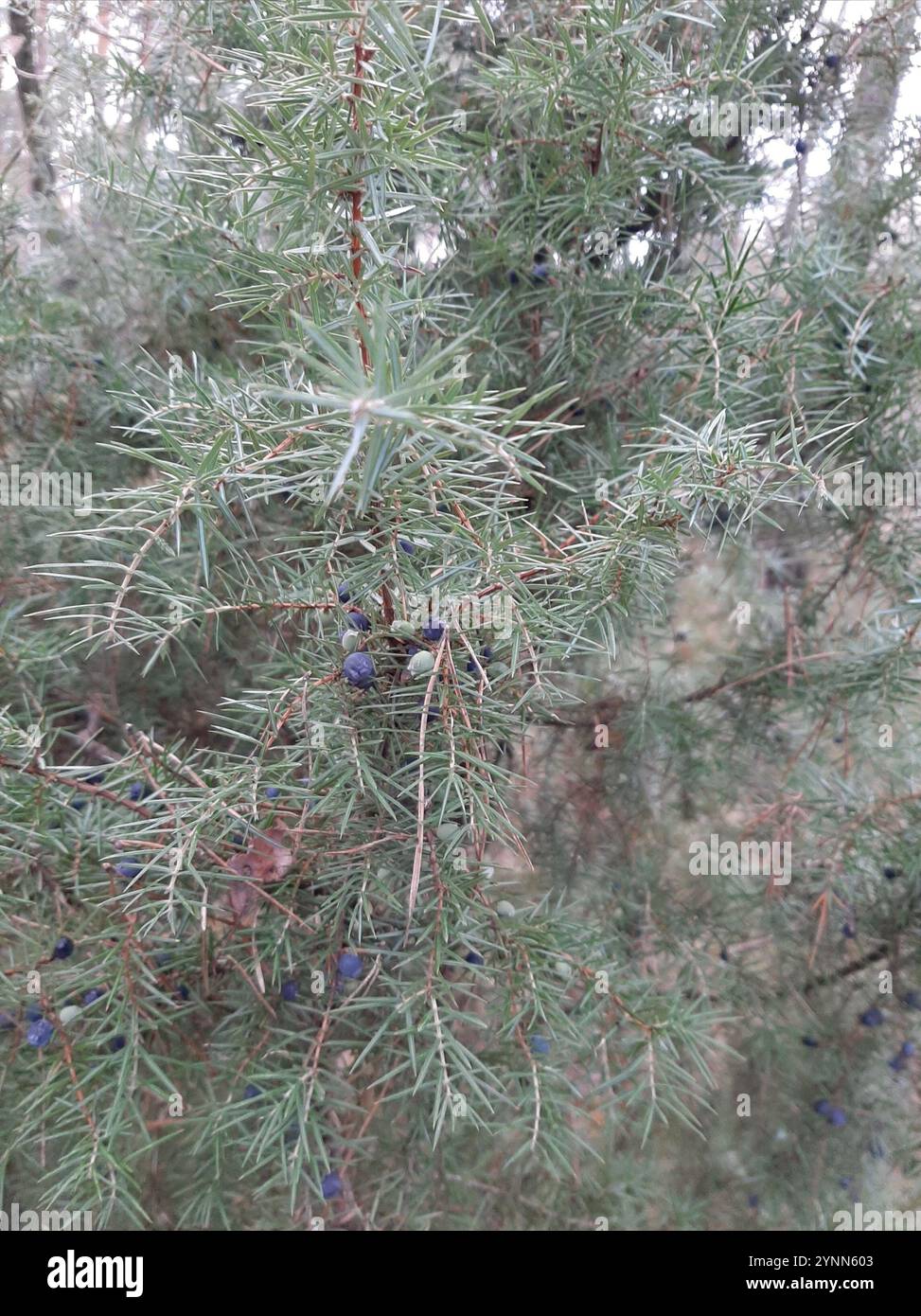 common juniper (Juniperus communis Stock Photo - Alamy