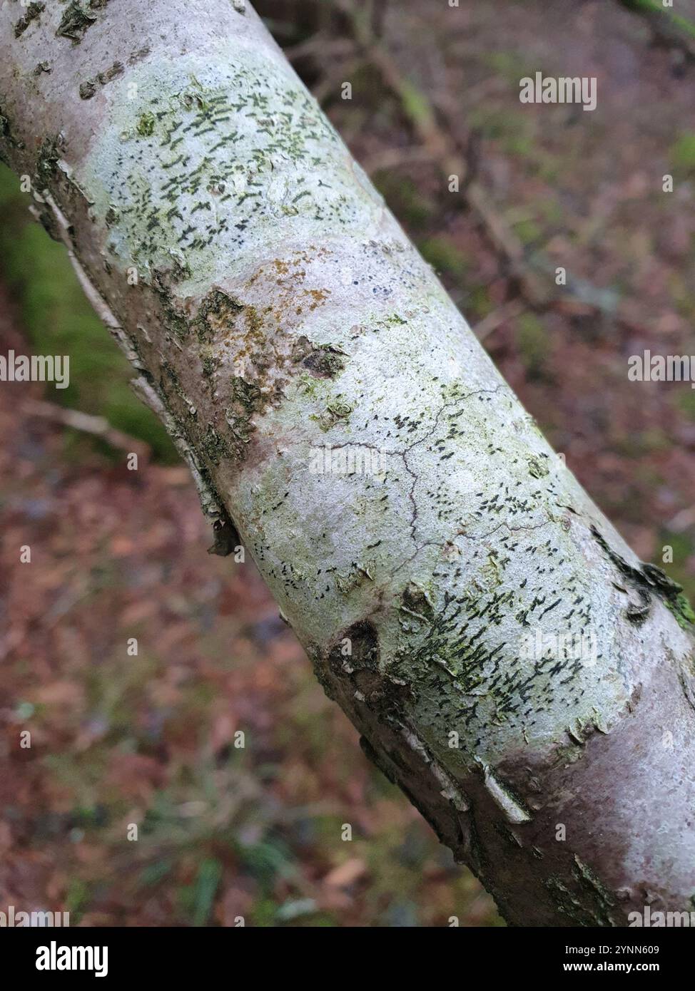 Common Script Lichen (Graphis scripta Stock Photo - Alamy