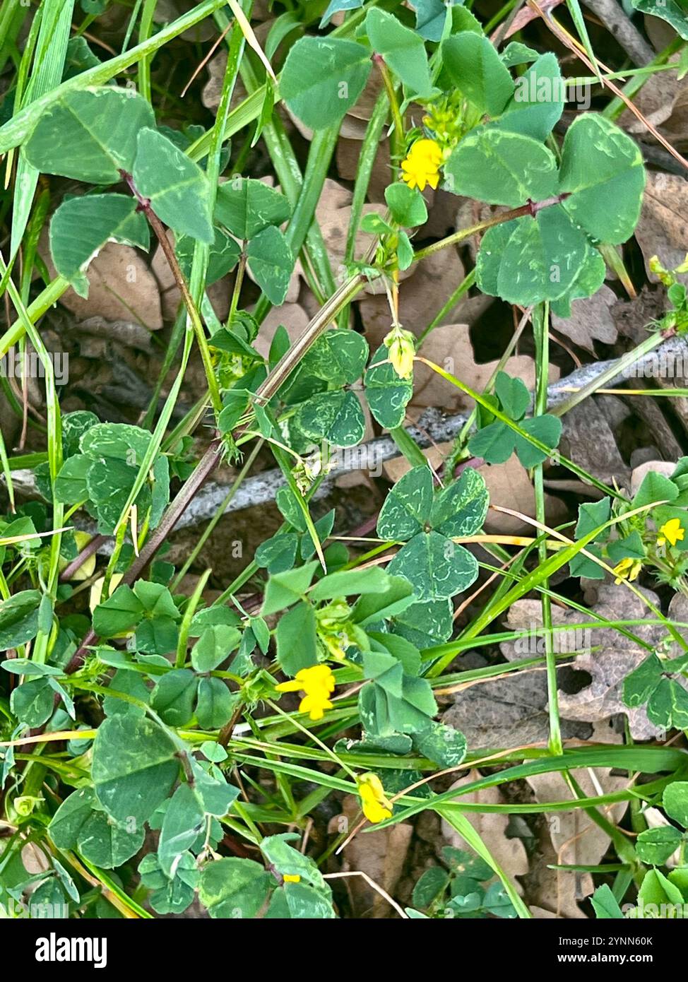 bur clover (Medicago polymorpha Stock Photo - Alamy