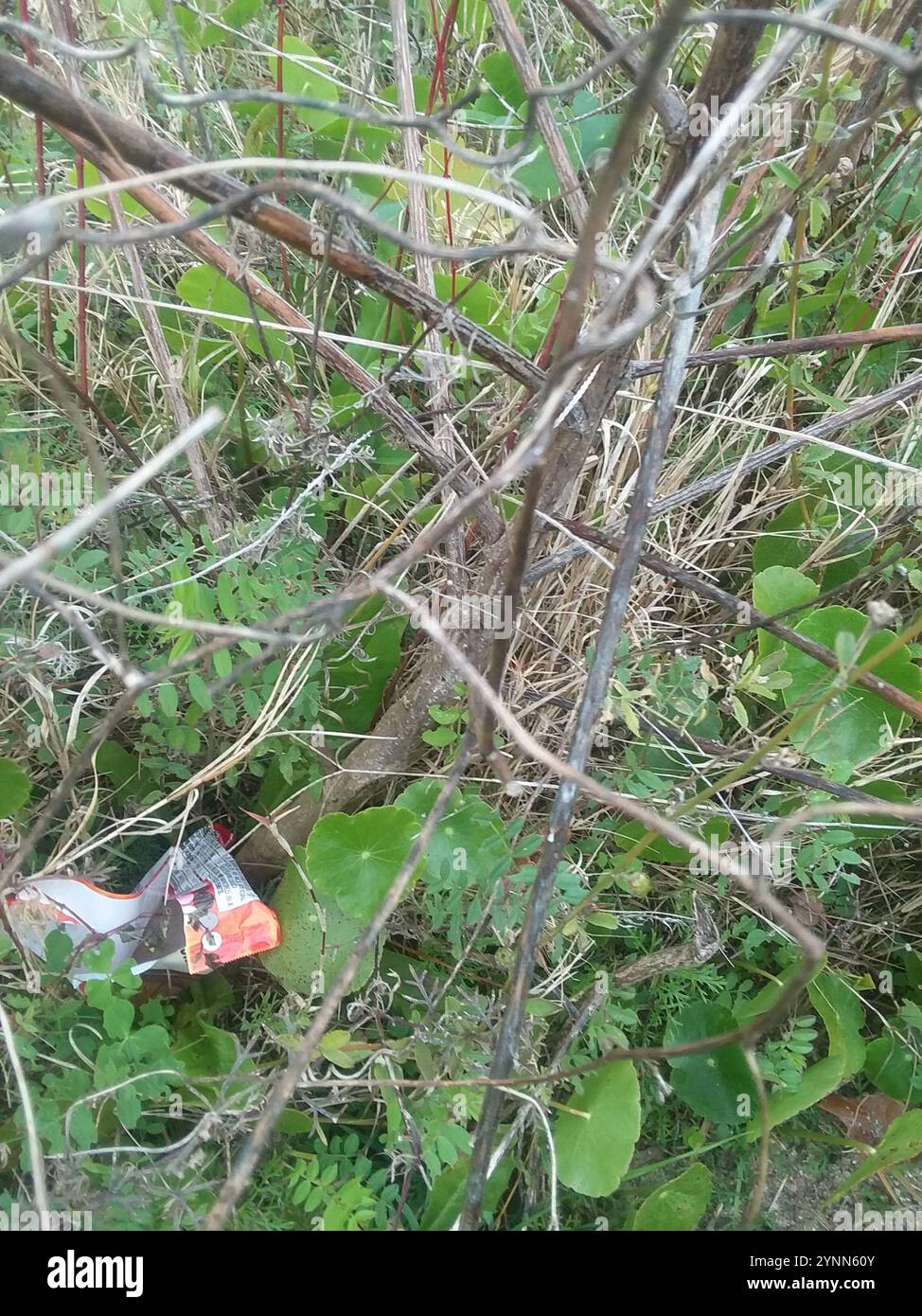 Showy Rattlebox (Crotalaria spectabilis Stock Photo - Alamy