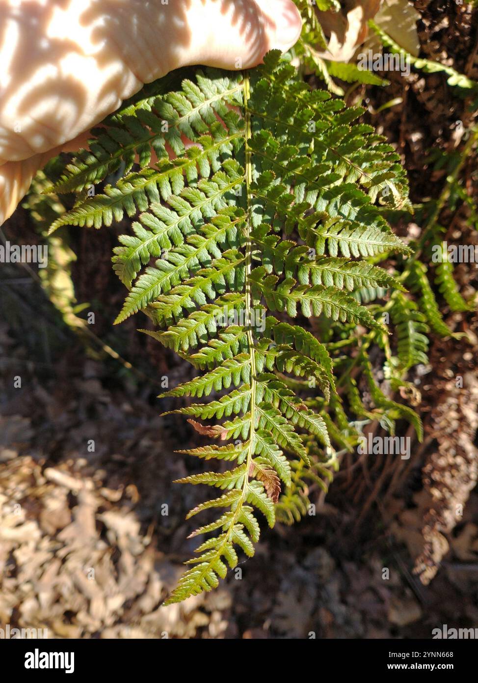 coastal woodfern (Dryopteris arguta Stock Photo - Alamy