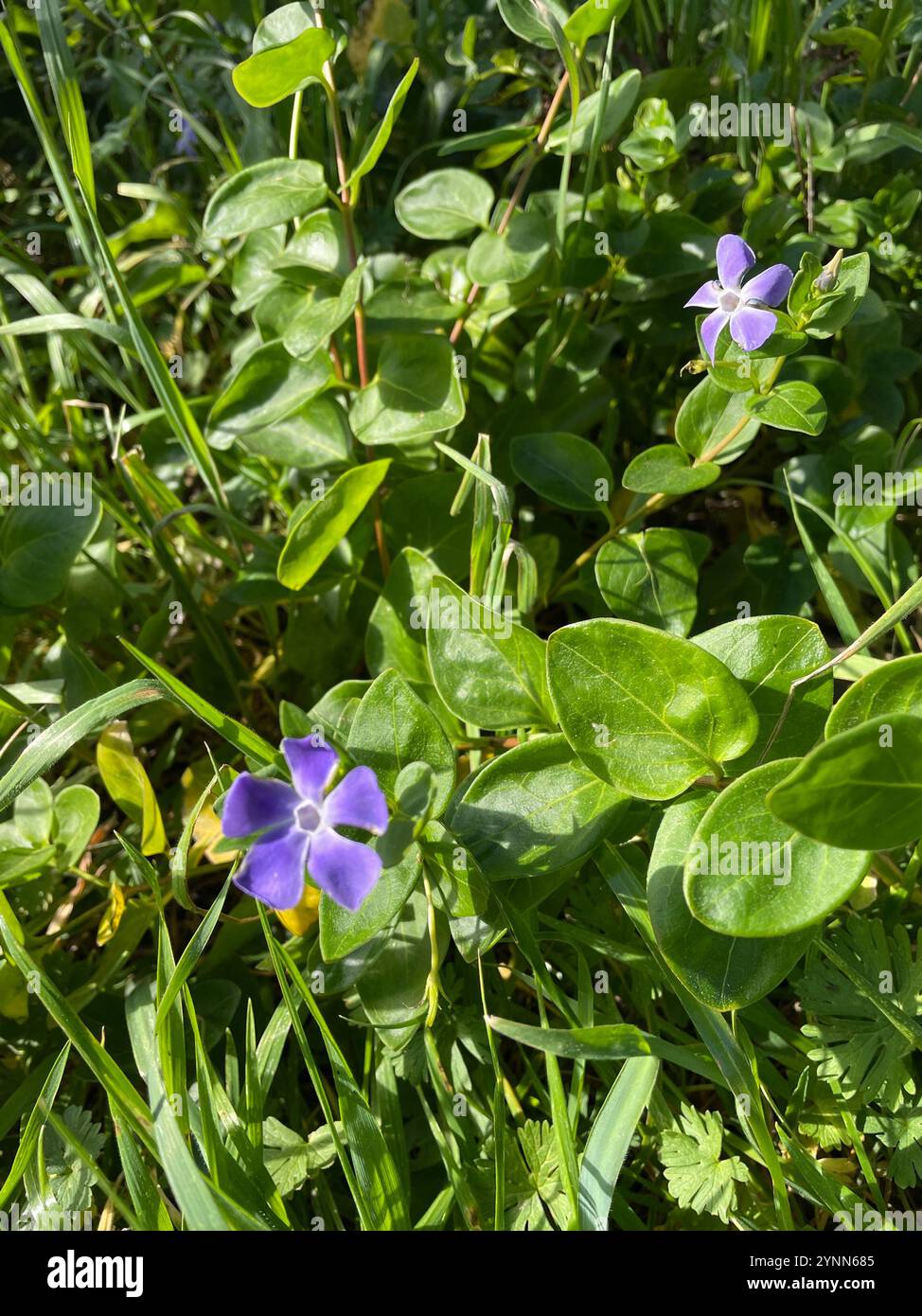greater periwinkle (Vinca major Stock Photo - Alamy