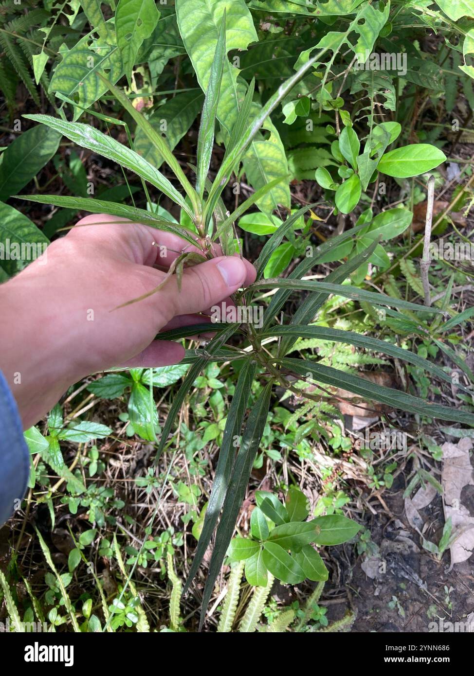 Mexican ruellia (Ruellia simplex Stock Photo - Alamy