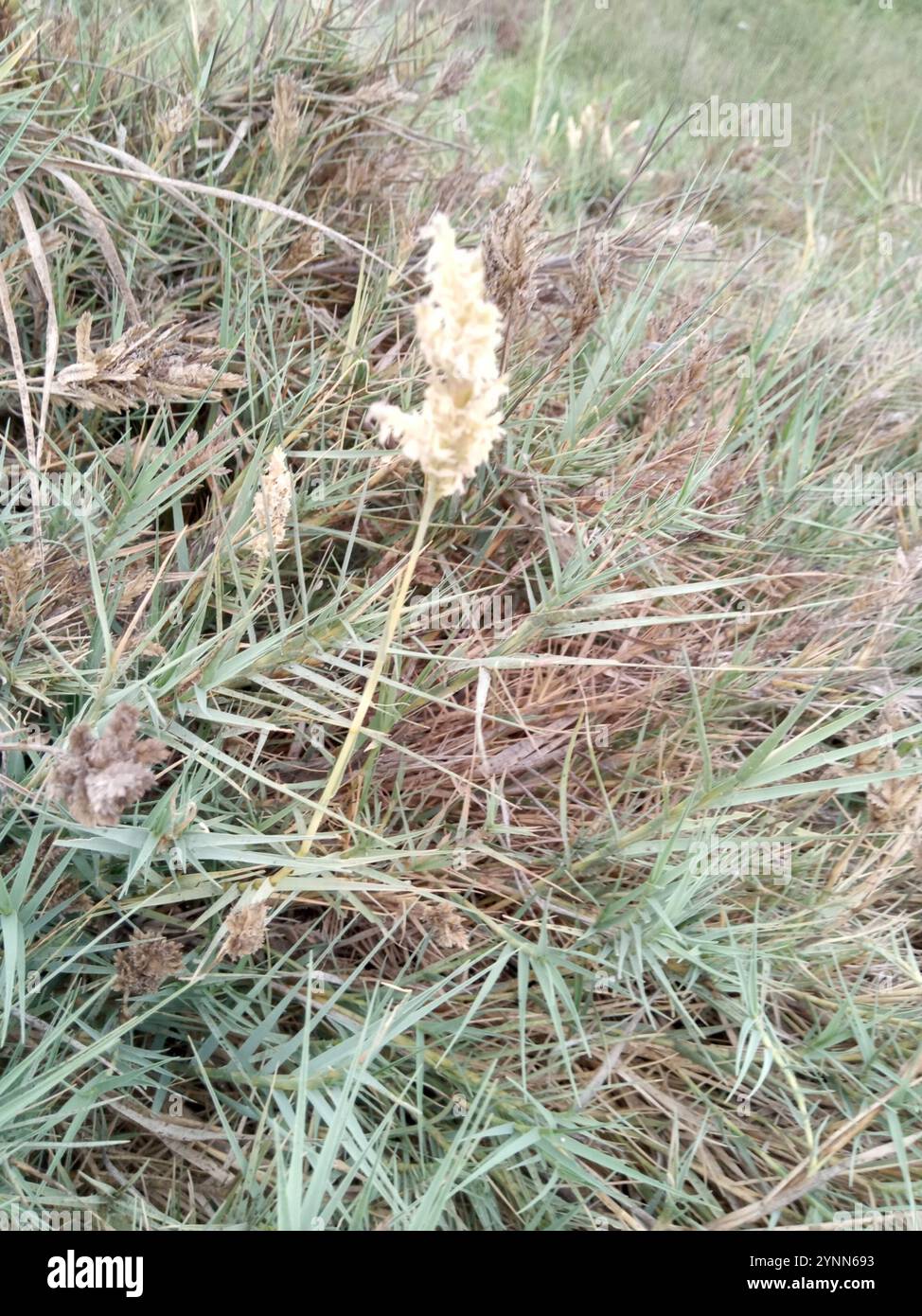 Saltgrass (Distichlis spicata Stock Photo - Alamy