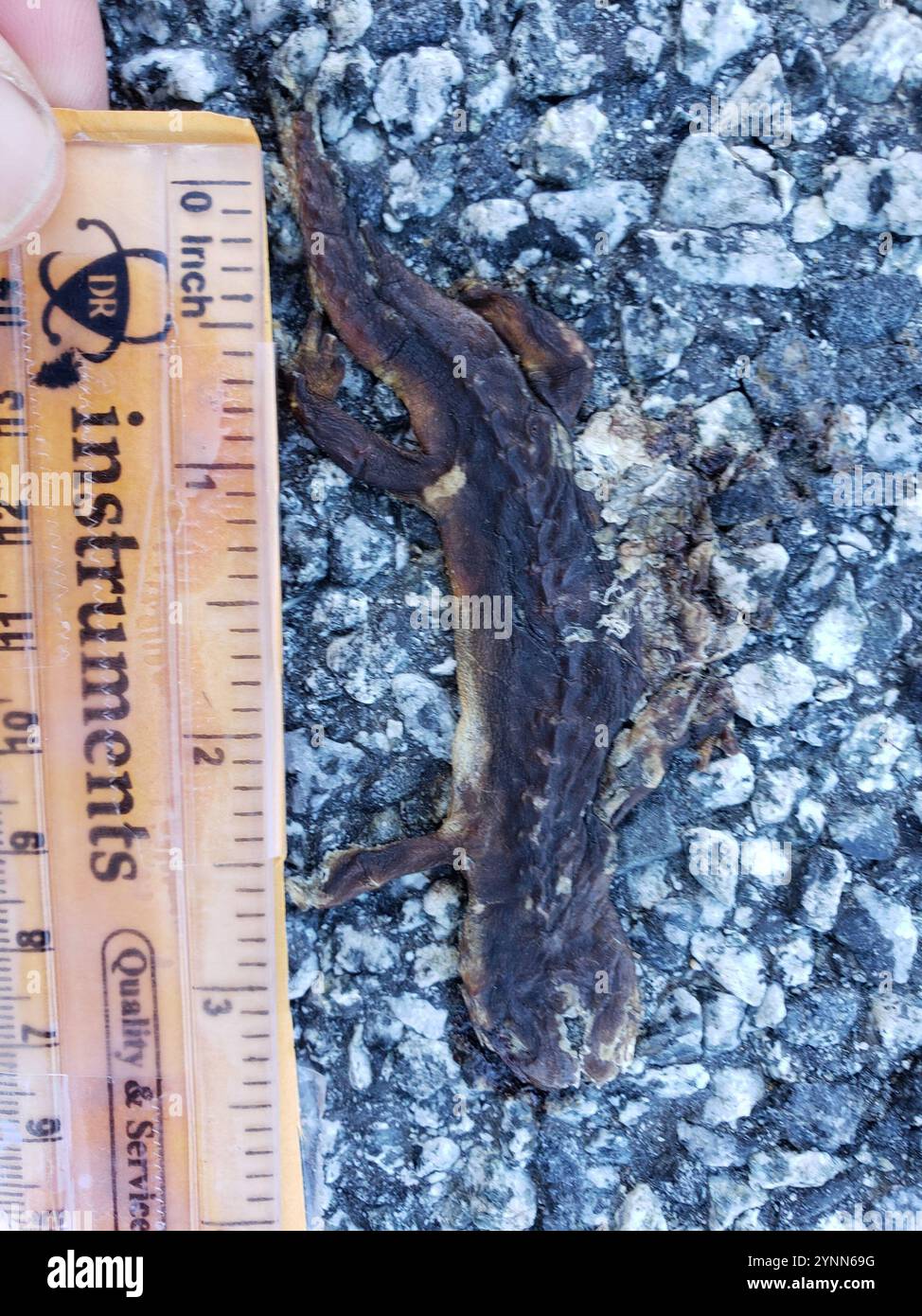 Pacific Newts (Taricha Stock Photo - Alamy