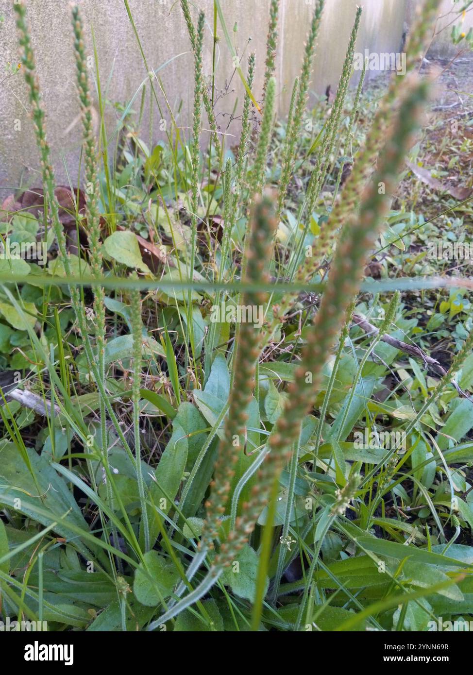 dwarf plantain (Plantago virginica Stock Photo - Alamy