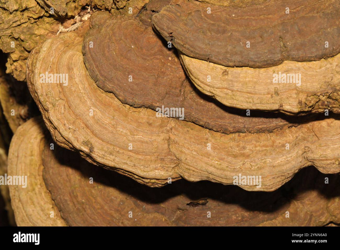 artist's bracket (Ganoderma applanatum Stock Photo - Alamy
