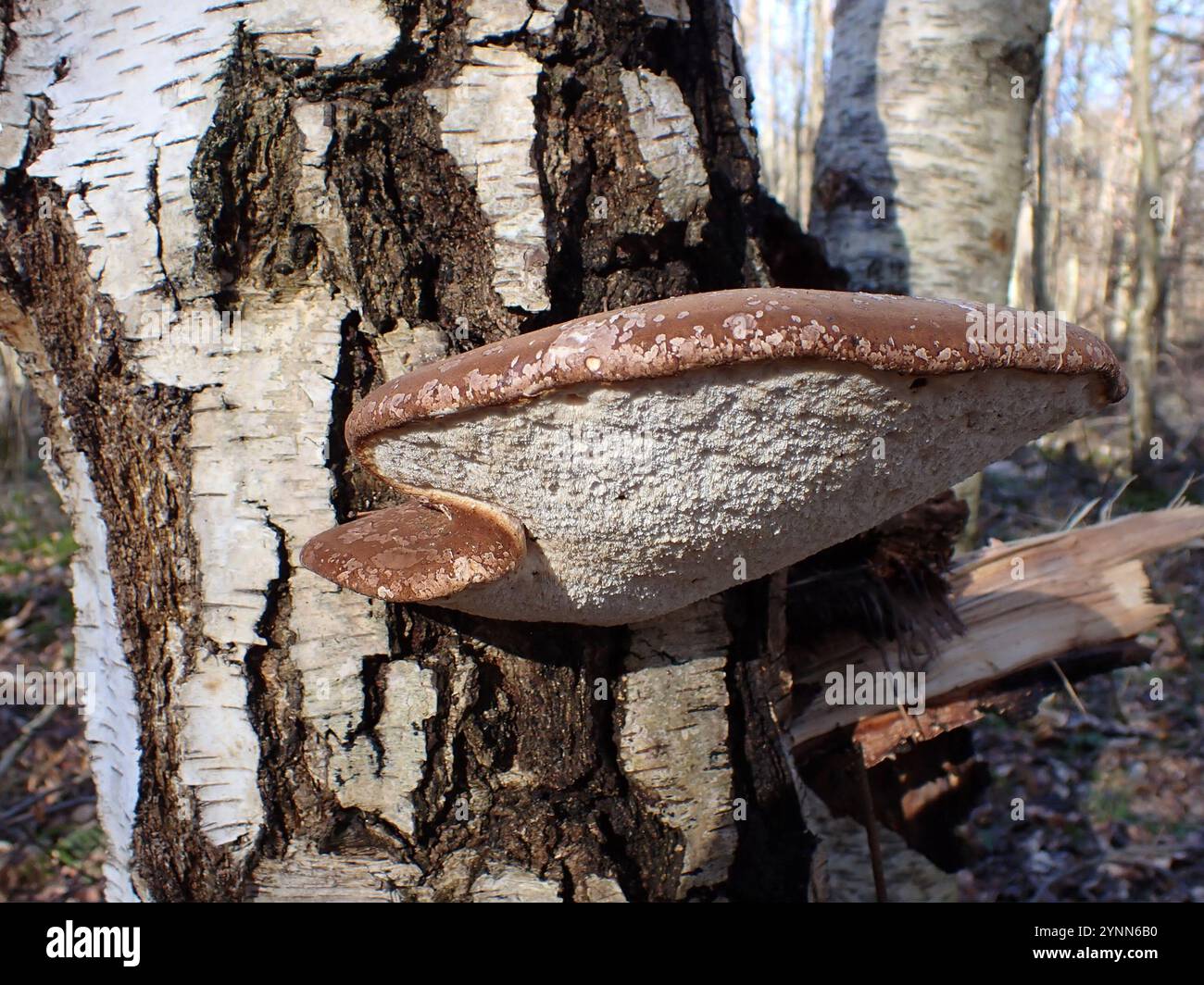 birch polypore (Fomitopsis betulina Stock Photo - Alamy