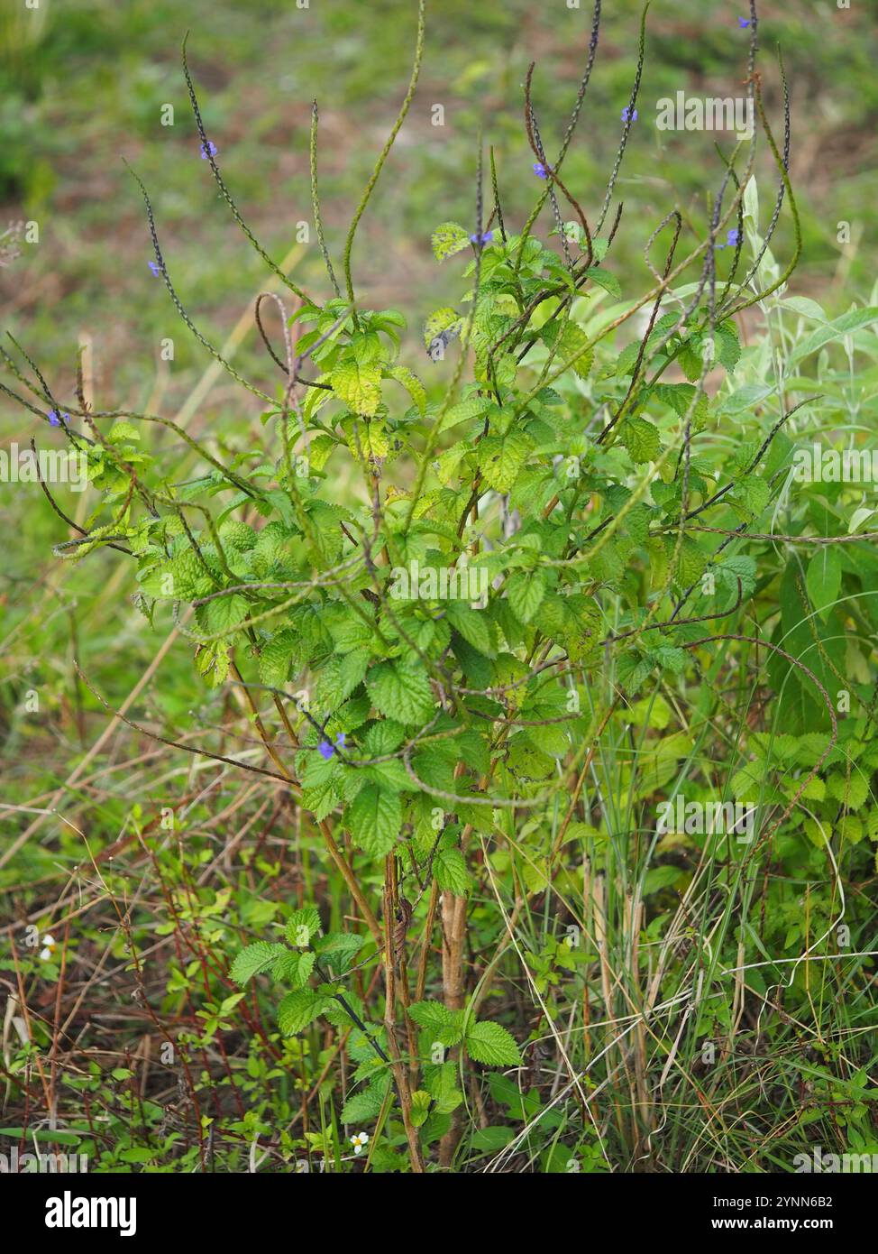 Nettleleaf Velvetberry (Stachytarpheta urticifolia Stock Photo - Alamy