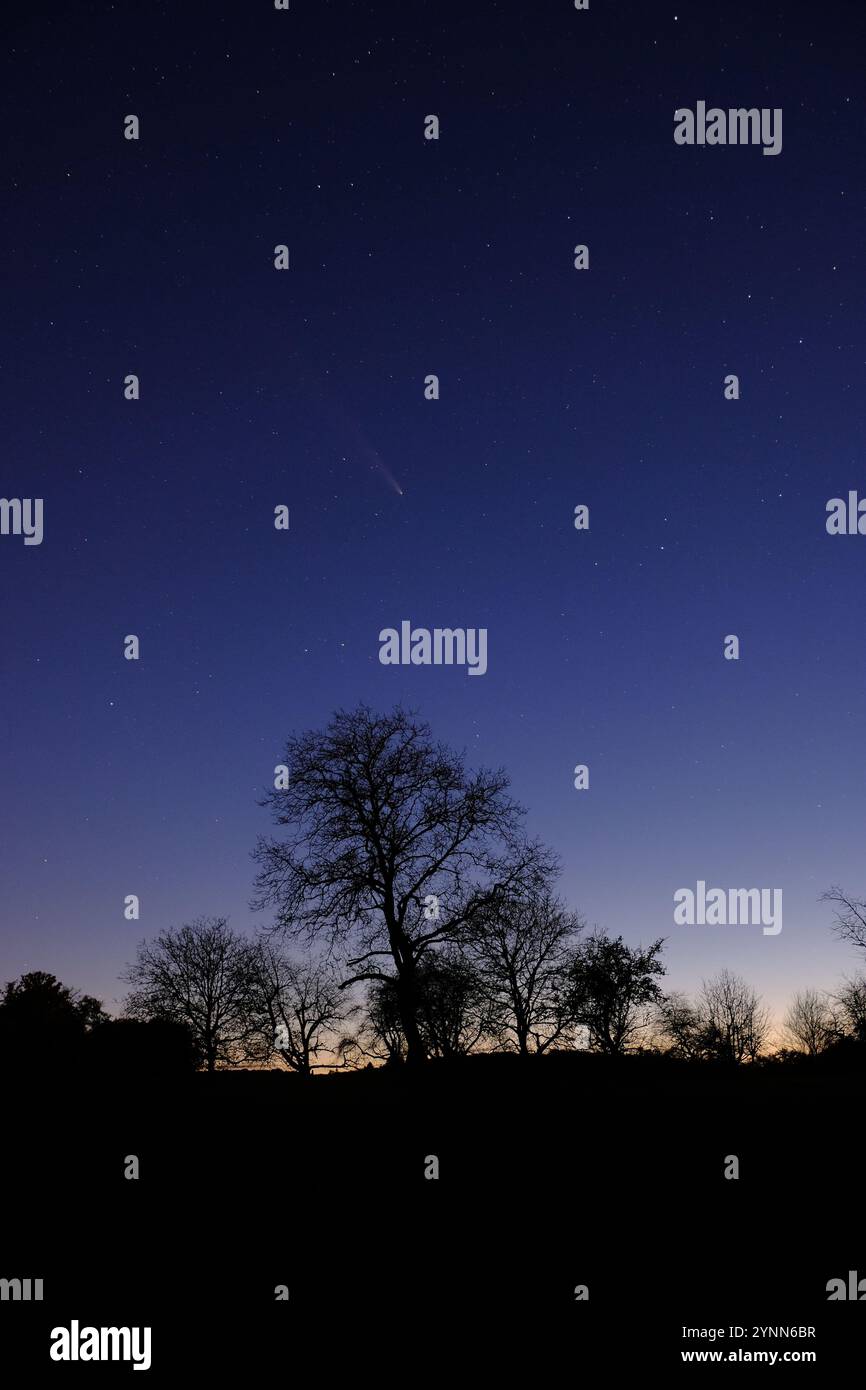 Twilight landscape featuring a silhouette of trees under a starry sky ...