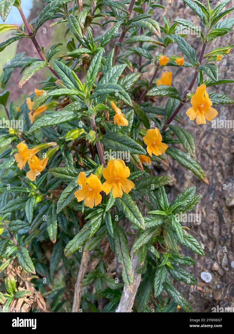 orange bush monkeyflower (Diplacus aurantiacus Stock Photo - Alamy