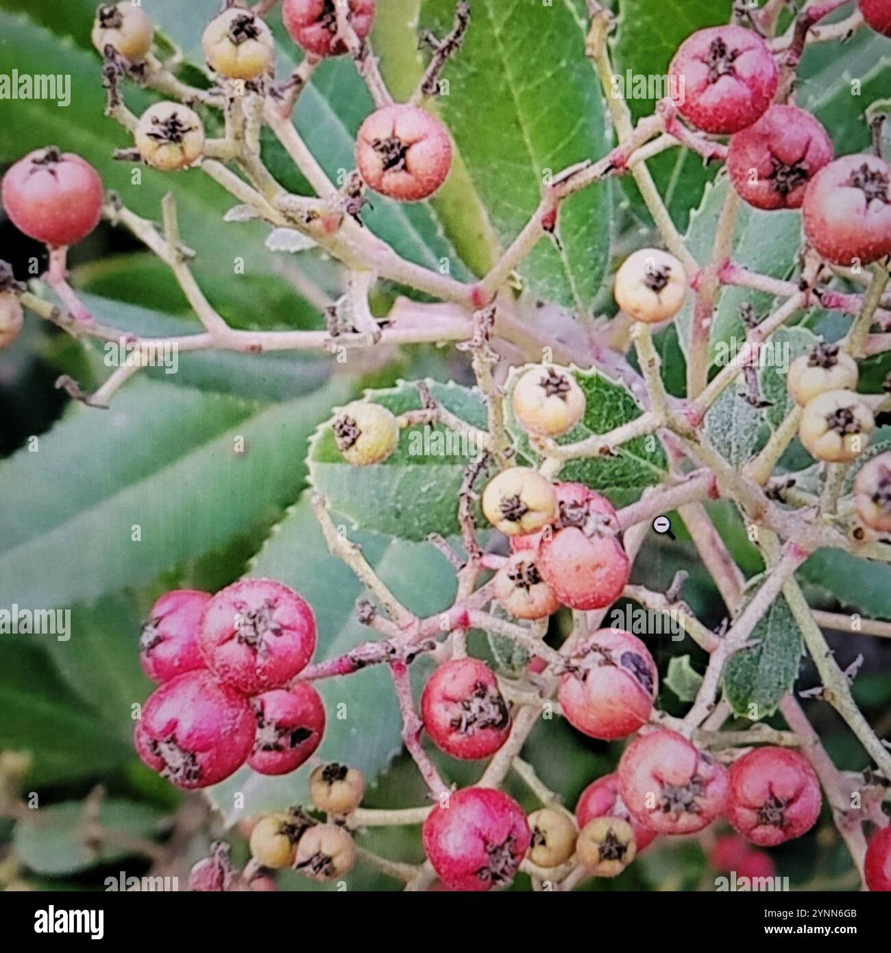 Toyon Fruit Gall Midge (Asphondylia photiniae Stock Photo - Alamy
