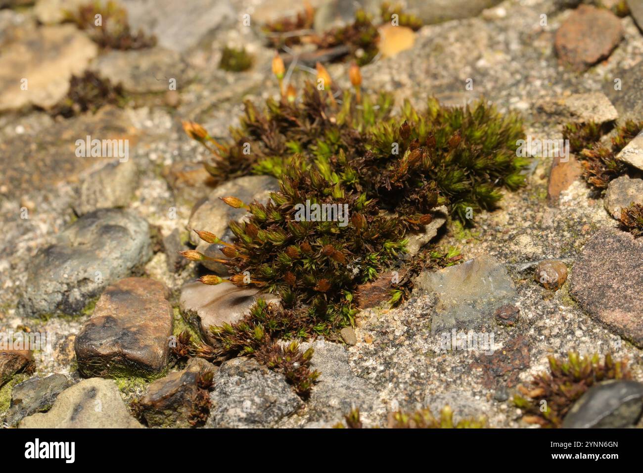 Anomalous bristle moss hi-res stock photography and images - Alamy
