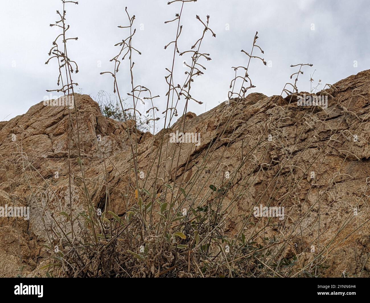 Xantus hi-res stock photography and images - Alamy