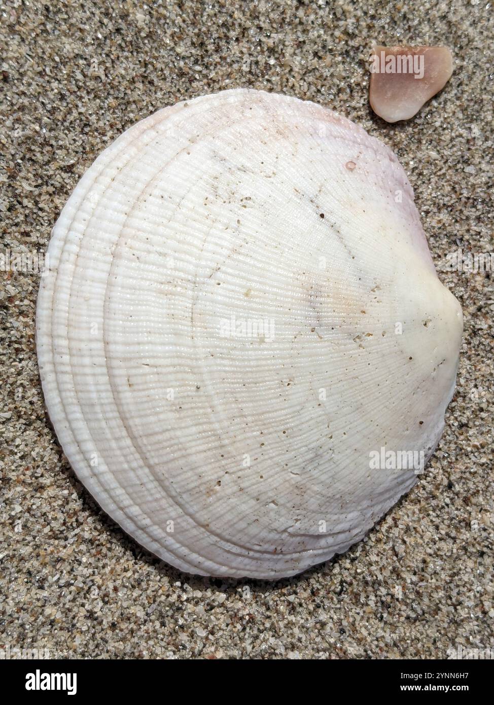 Codakia hi-res stock photography and images - Alamy