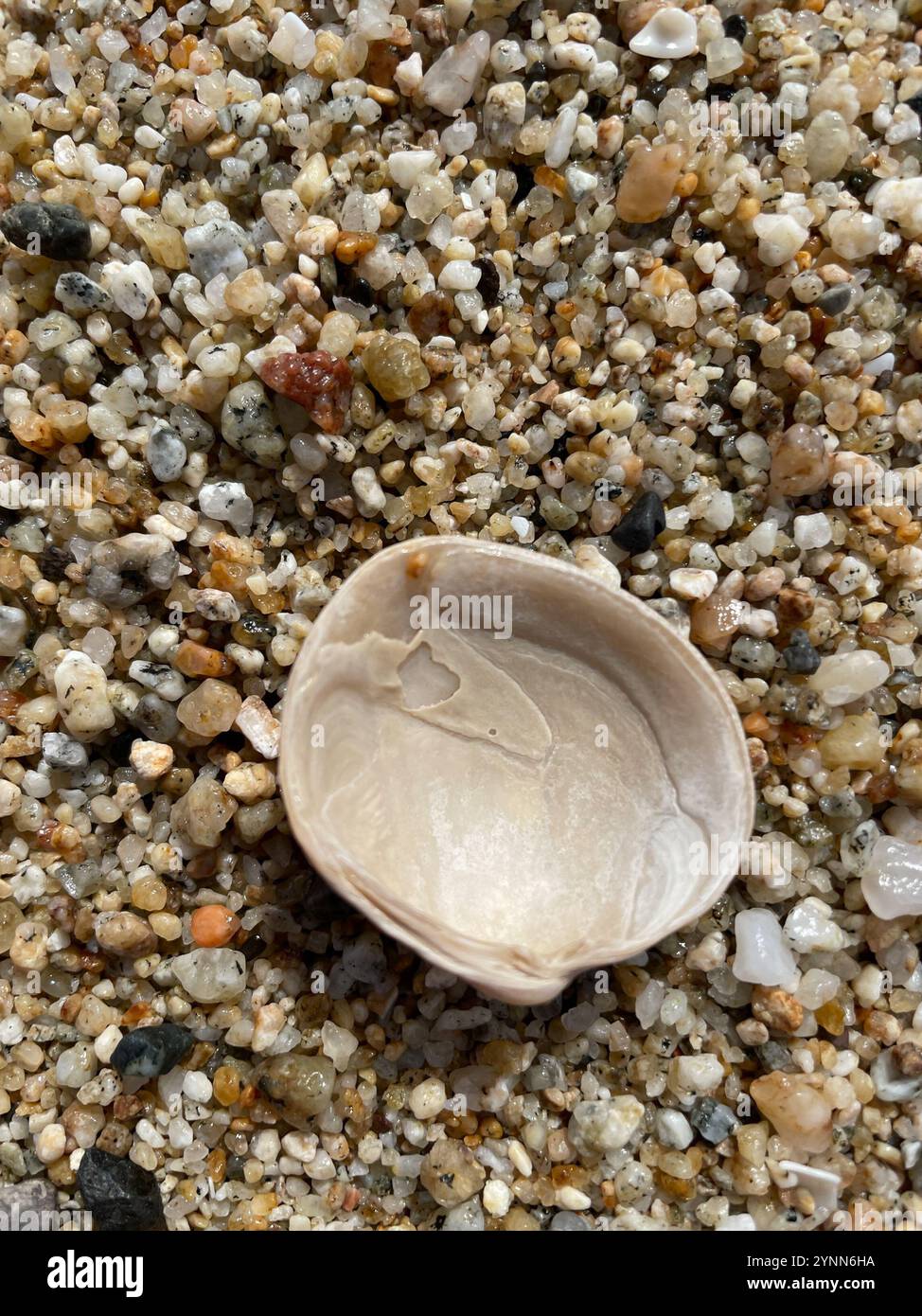 Pacific Littleneck Clam (Leukoma staminea Stock Photo - Alamy