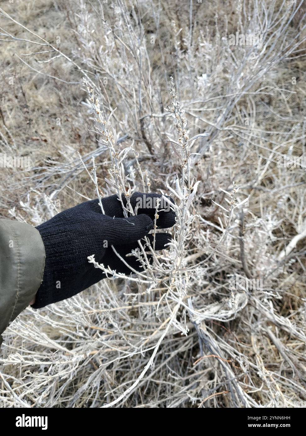Silver Sagebrush (Artemisia cana Stock Photo - Alamy