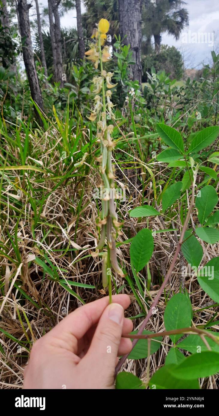 Streaked Rattlepod (Crotalaria pallida Stock Photo - Alamy