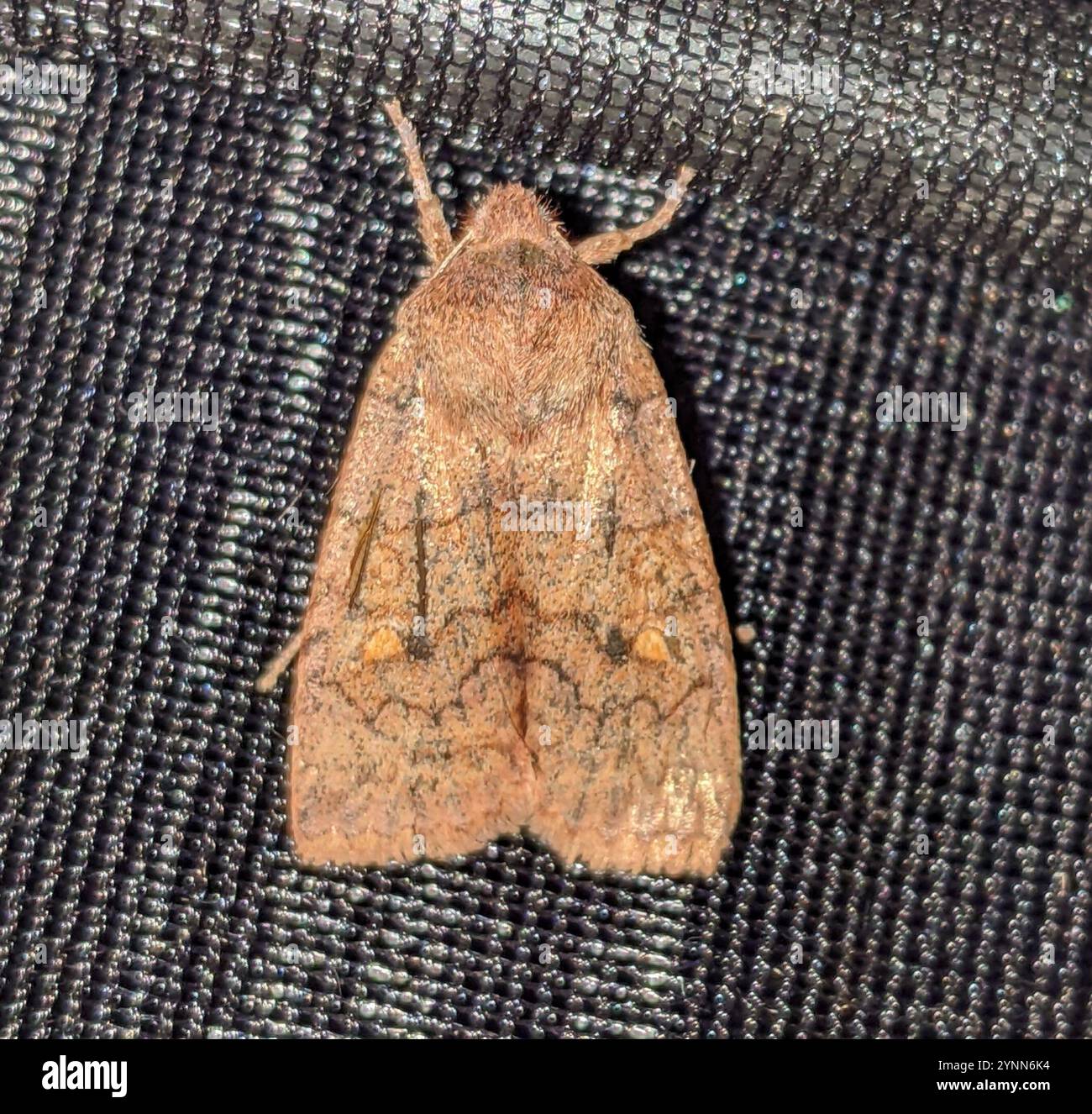 Three-spotted Sallow (Eupsilia tristigmata Stock Photo - Alamy