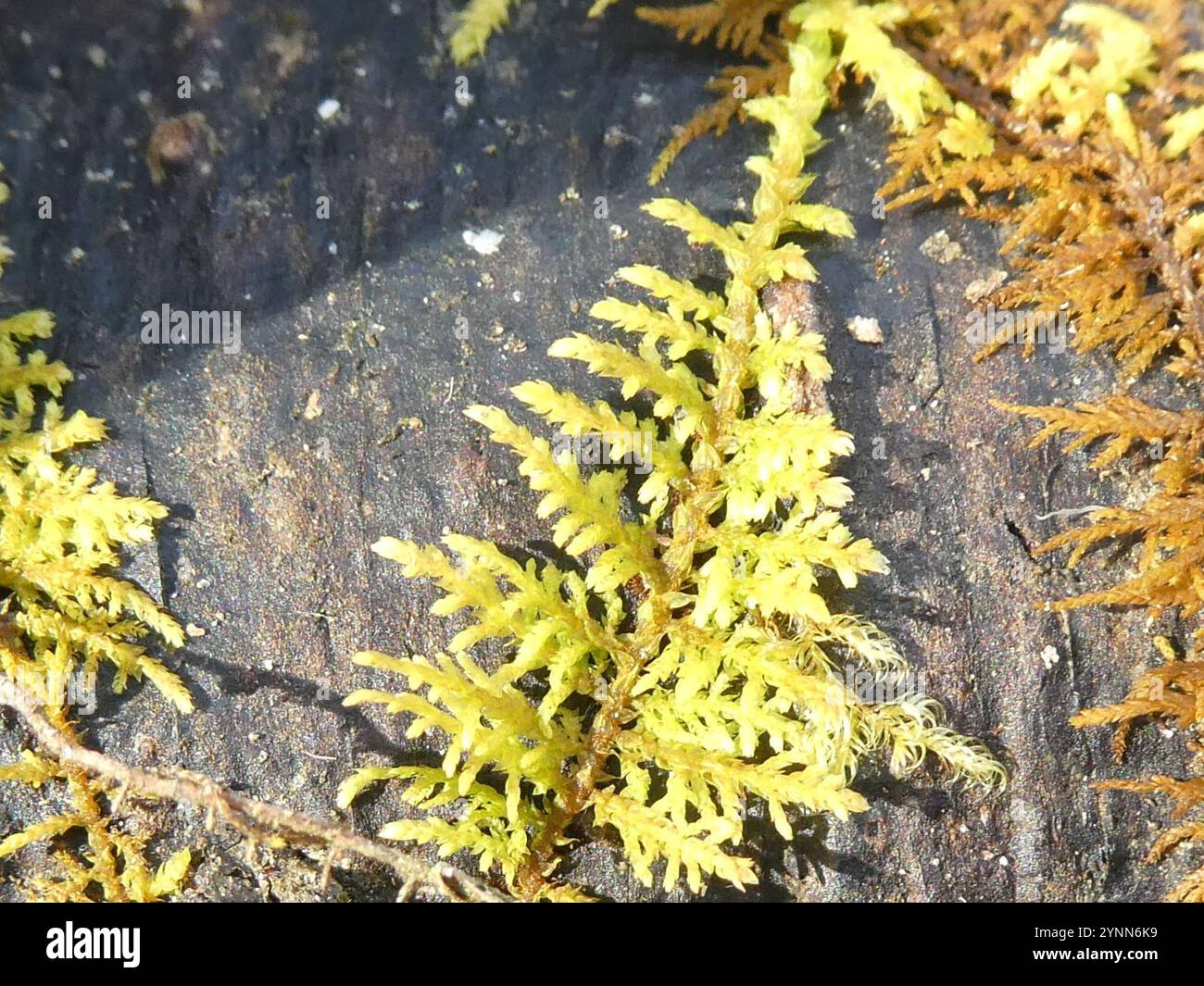 fern mosses (Thuidium Stock Photo - Alamy