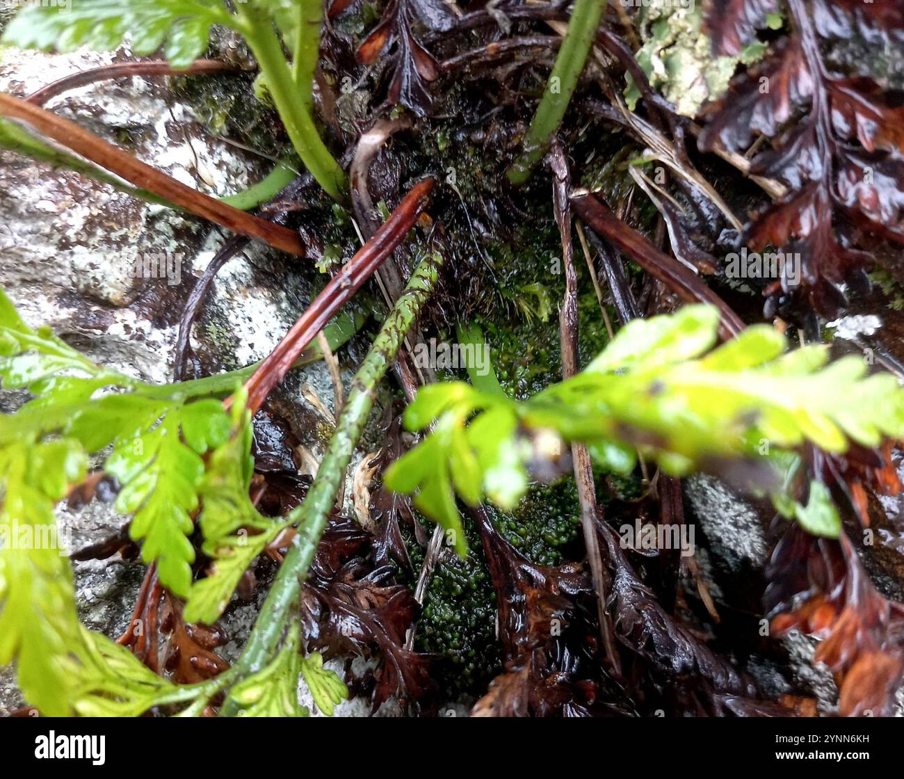 Ground Spleenwort (Asplenium appendiculatum Stock Photo - Alamy