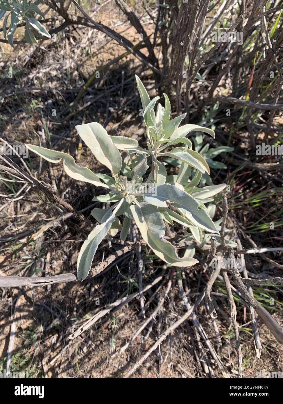 white sage (Salvia apiana Stock Photo - Alamy