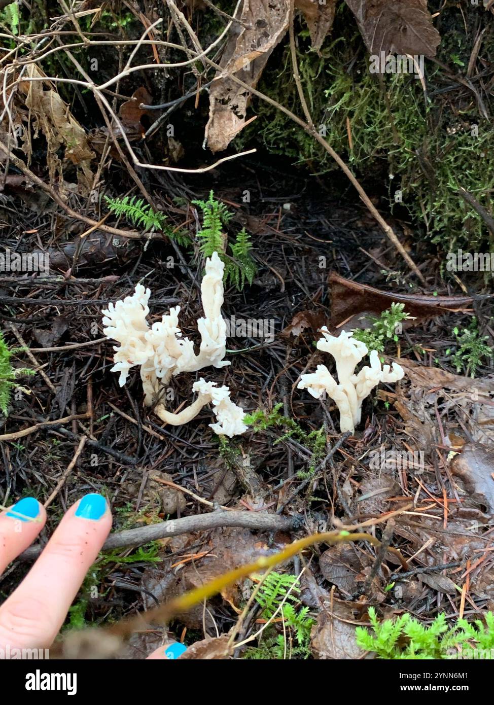 wrinkled club fungus (Clavulina rugosa Stock Photo - Alamy