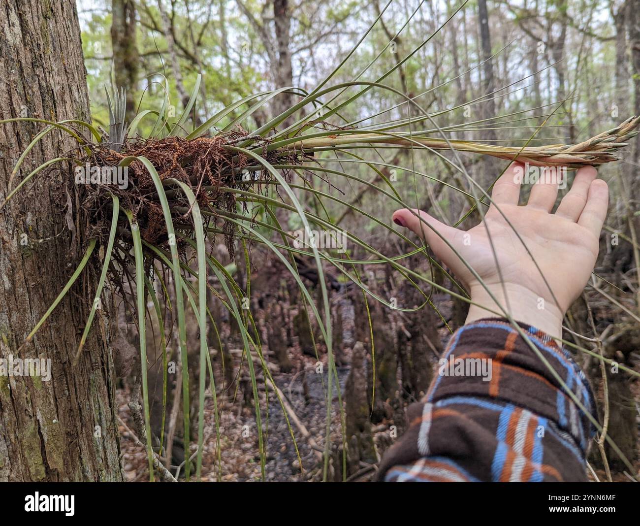 Manatee River airplant (Tillandsia simulata Stock Photo - Alamy