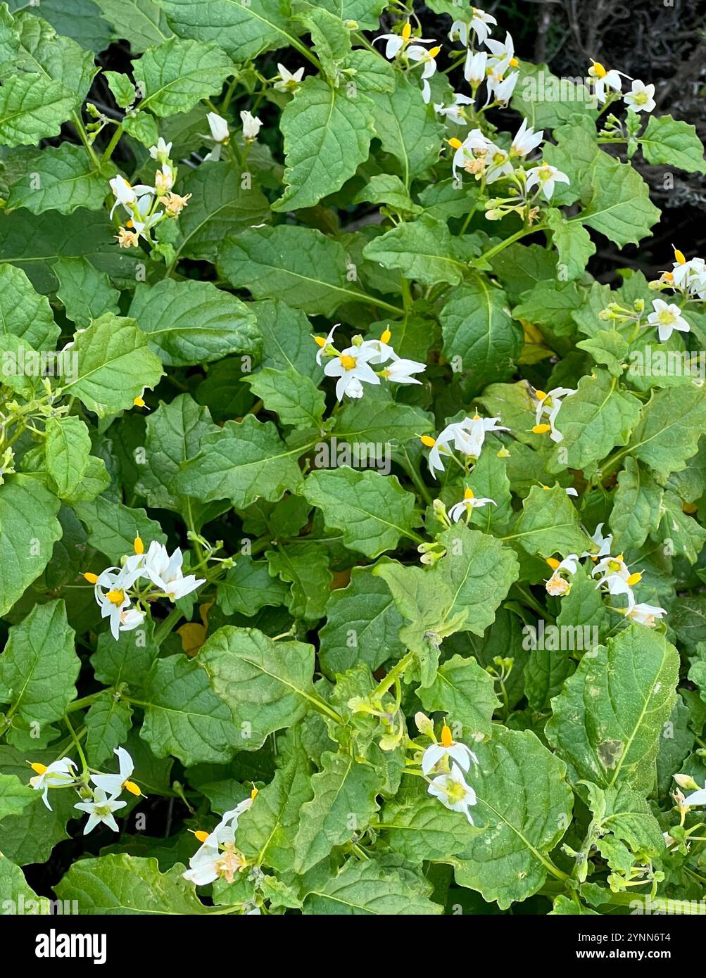 greenspot nightshade (Solanum douglasii Stock Photo - Alamy