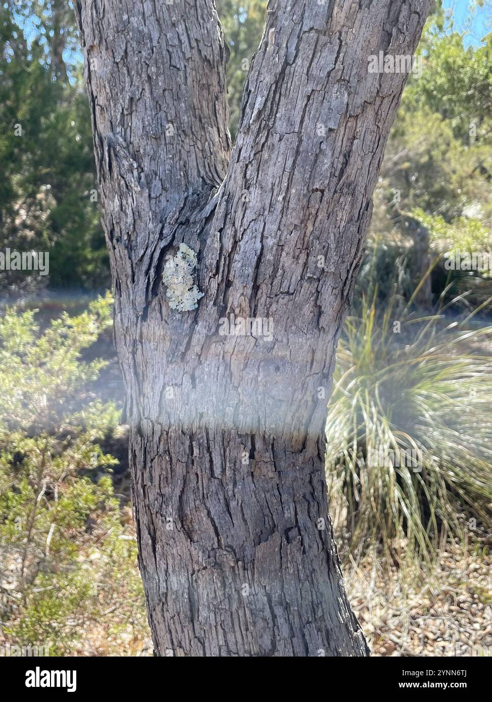 Shin oak hi-res stock photography and images - Alamy