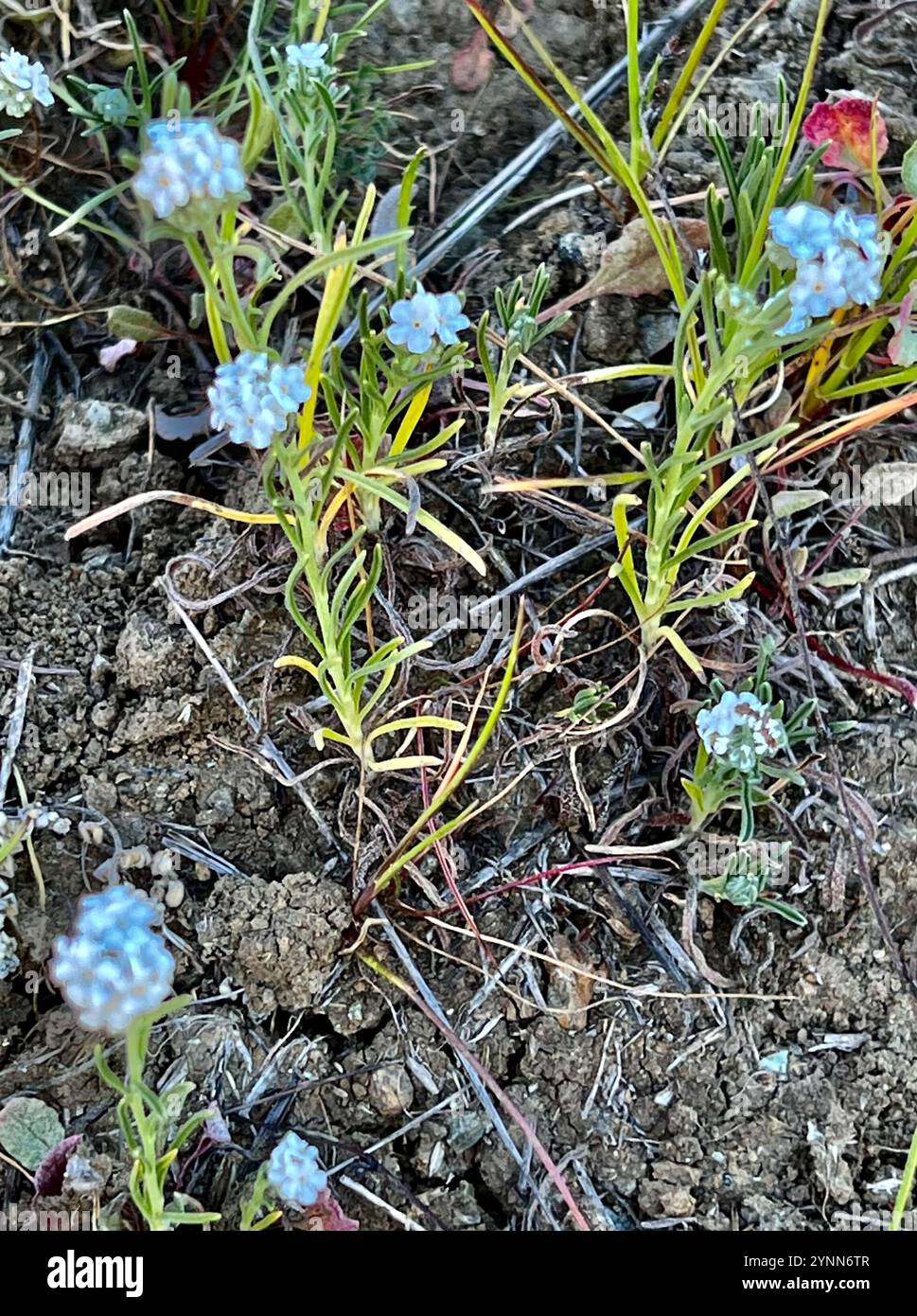 flaccid cryptantha (Cryptantha flaccida Stock Photo - Alamy