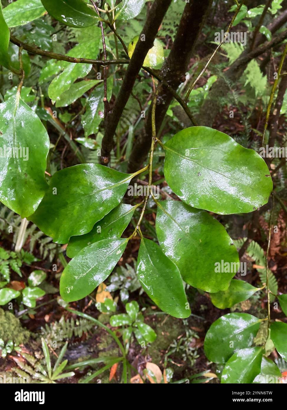 New Zealand Broadleaf (Griselinia littoralis Stock Photo - Alamy