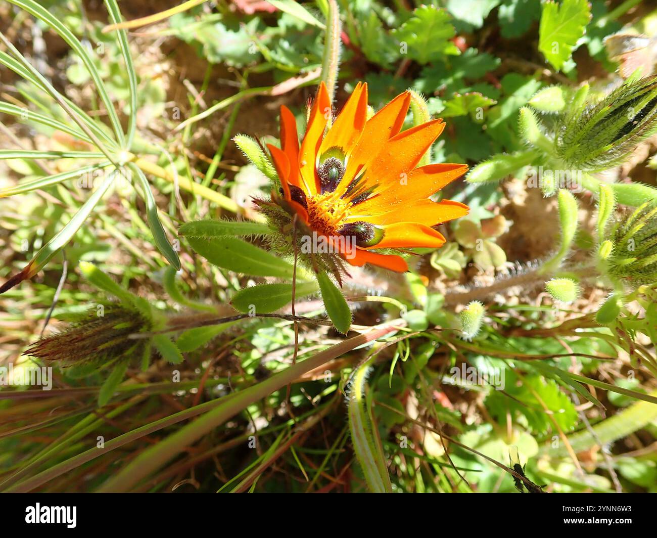 Beetle Daisy (Gorteria diffusa diffusa Stock Photo - Alamy