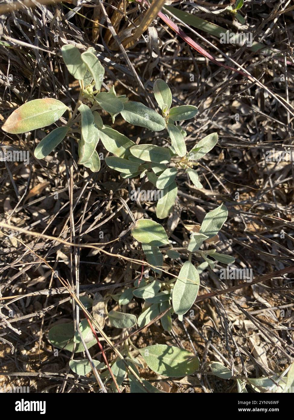 California croton (Croton californicus Stock Photo - Alamy