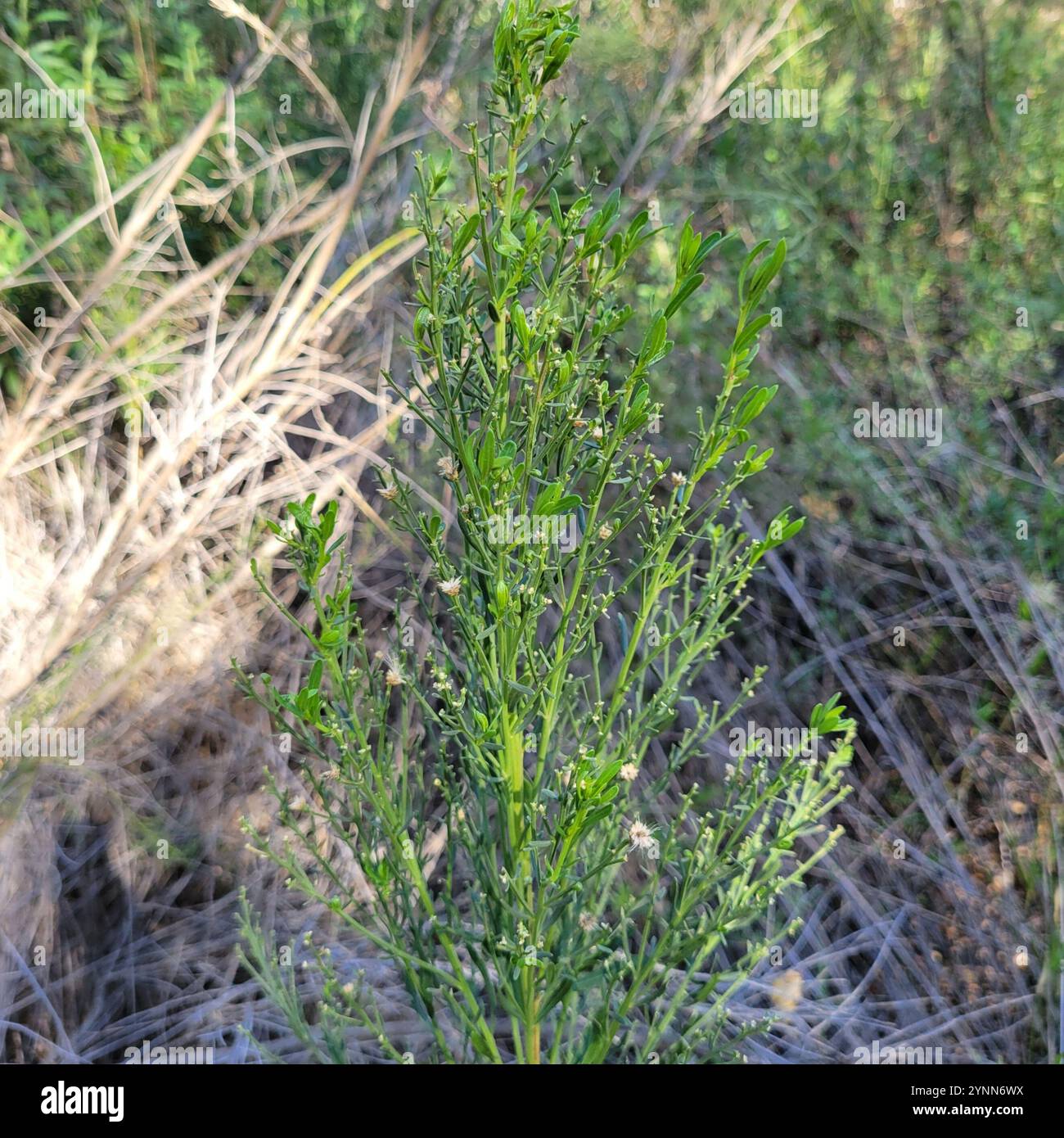 Desert Broom (Baccharis sarothroides Stock Photo - Alamy