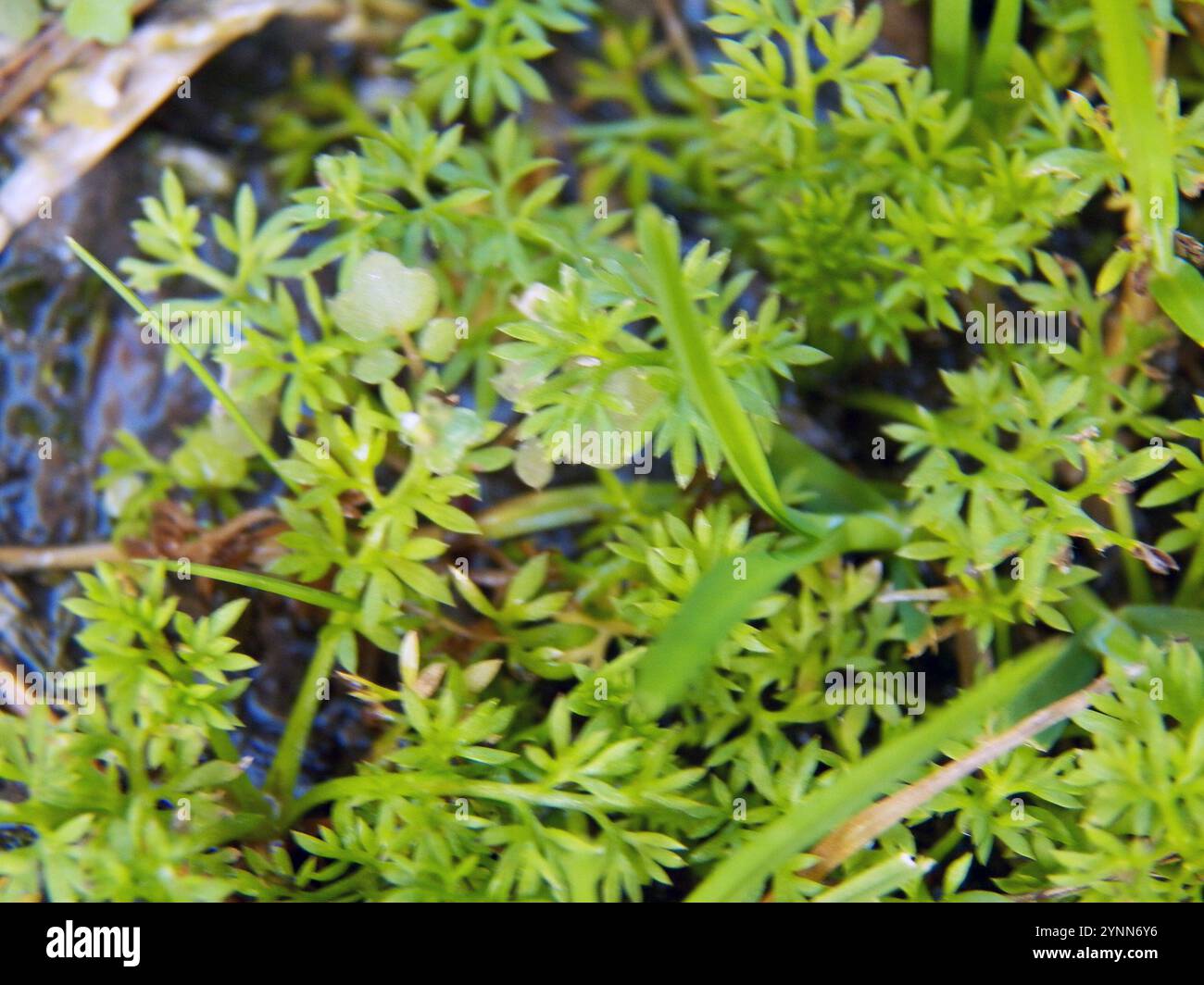 common soliva (Soliva sessilis Stock Photo - Alamy
