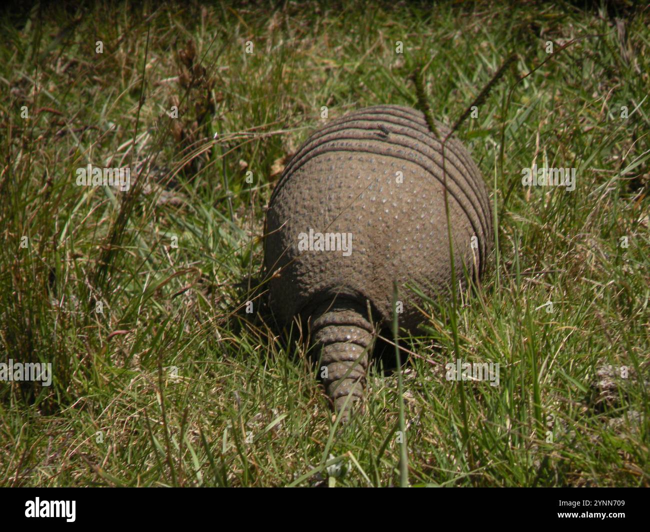 Southern Seven-banded Armadillo (Dasypus septemcinctus hybridus Stock Photo - Alamy