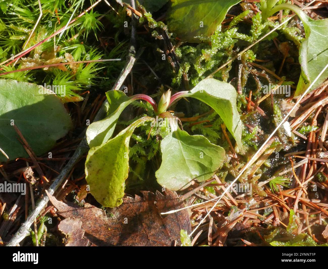 Monotropes hi-res stock photography and images - Alamy