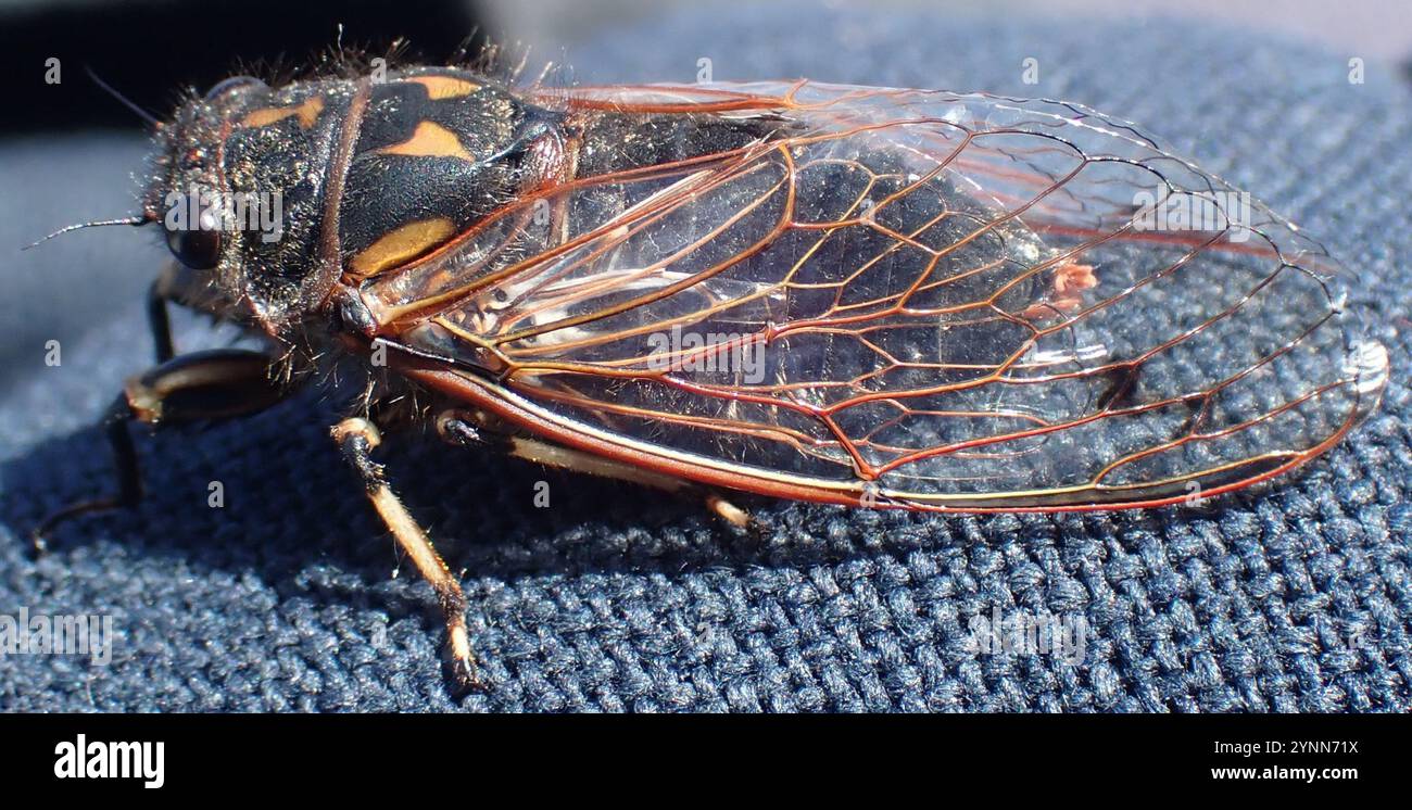 Tasman Twanger (Diemeniana cincta Stock Photo - Alamy