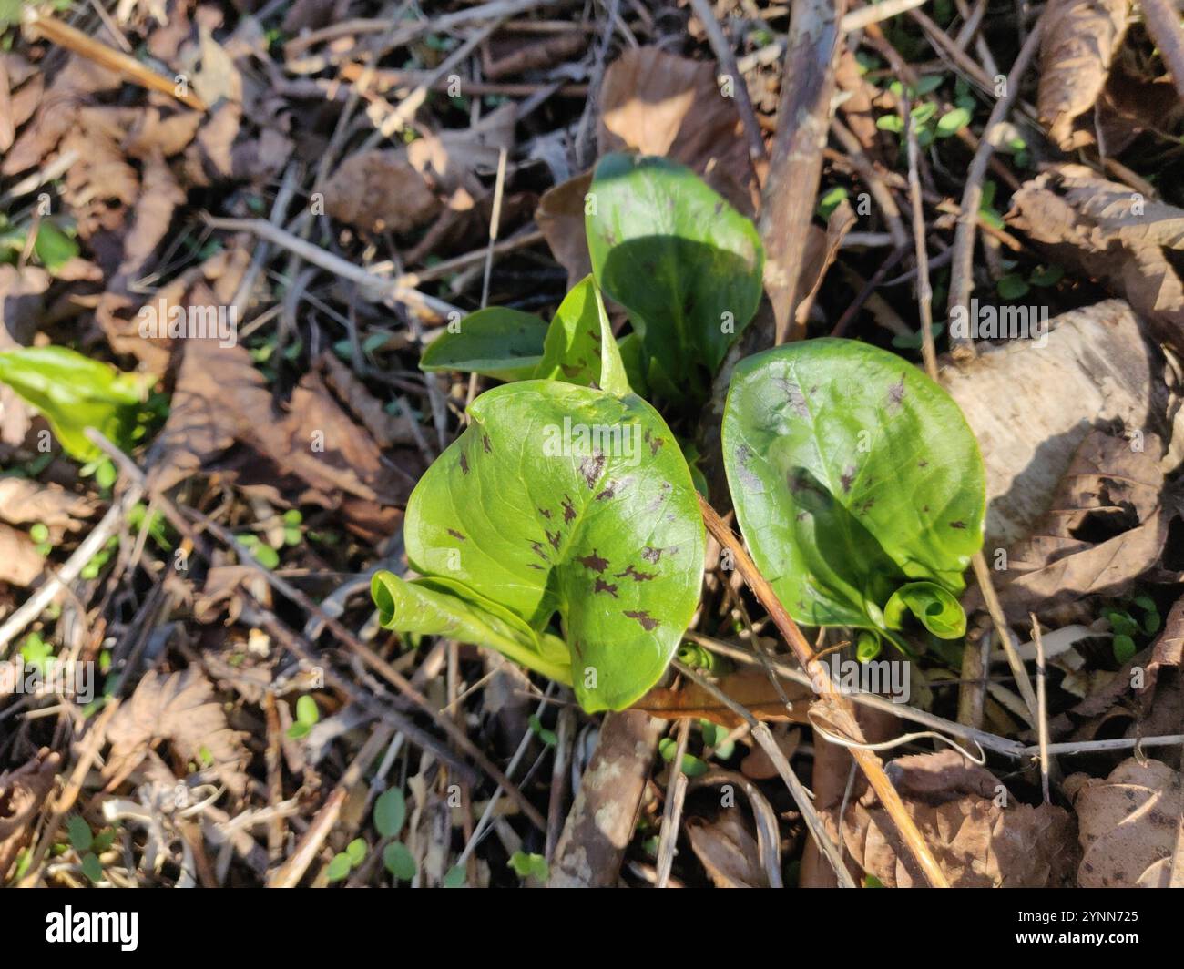 Cuckoo-pint (Arum maculatum Stock Photo - Alamy