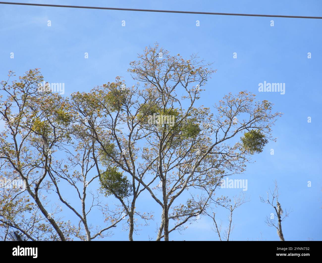American Mistletoe (Phoradendron leucarpum Stock Photo - Alamy