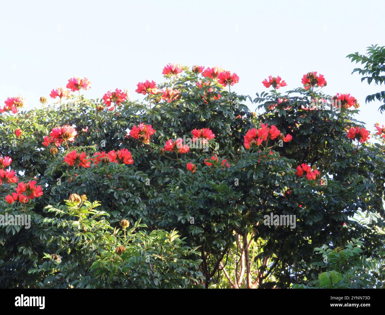 African tulip tree (Spathodea campanulata Stock Photo - Alamy